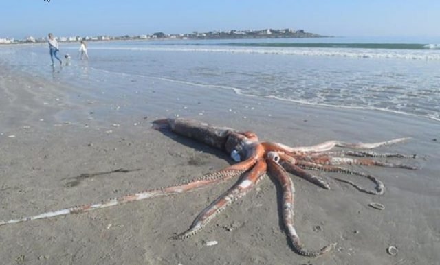 Rare Giant Squid Washes Ashore on South African Beach | VT Foreign Policy